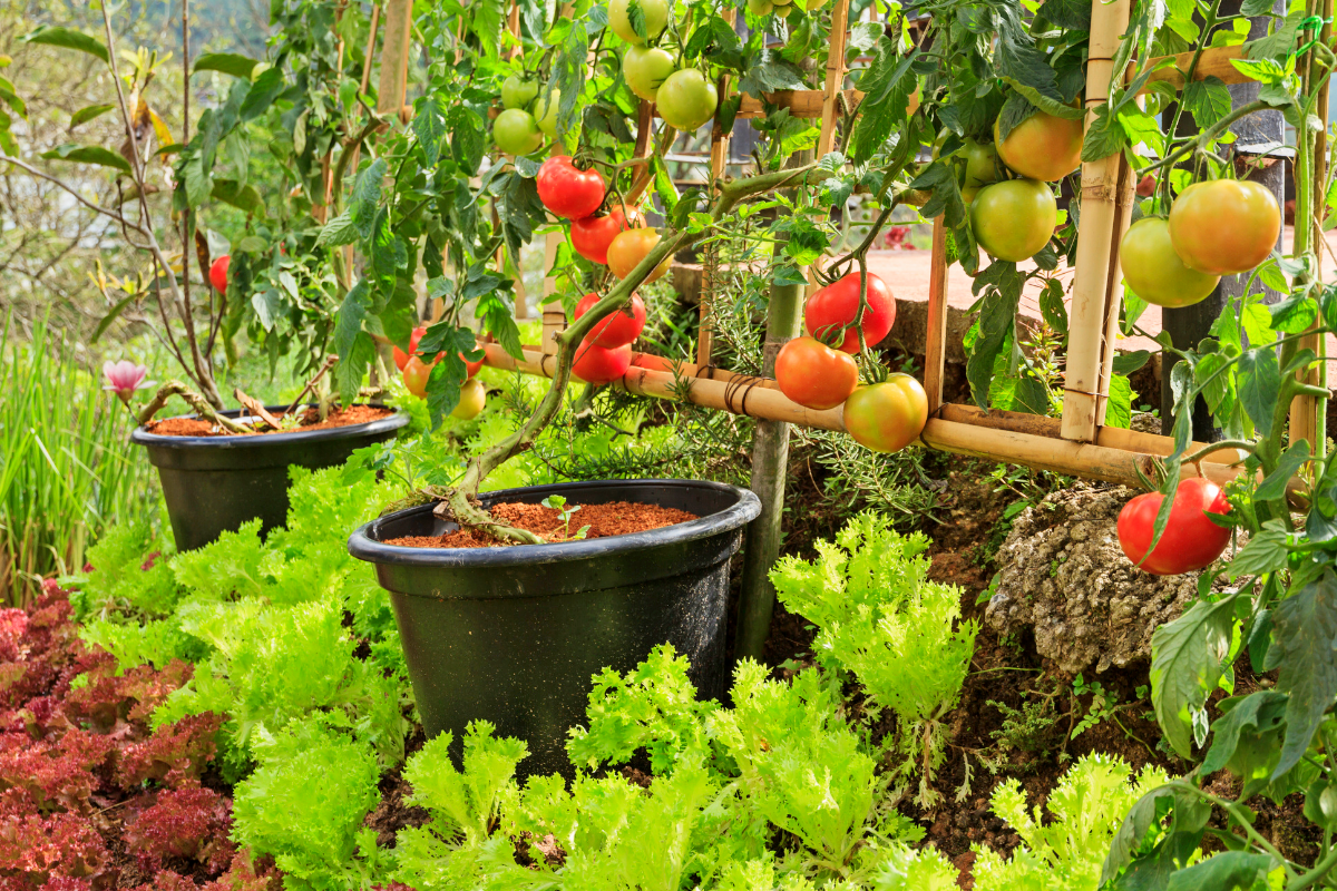 The bright flower that's set to boost your garden's tomato yield