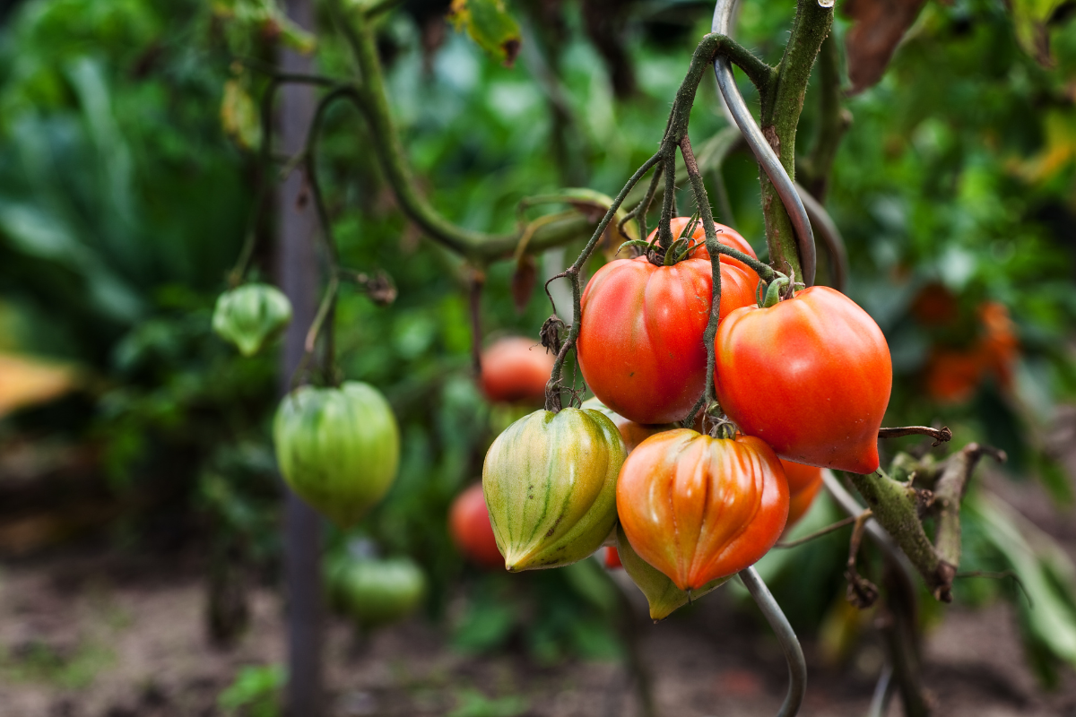 Ways to prevent blossom-end rot, an irreversible tomato plant disease